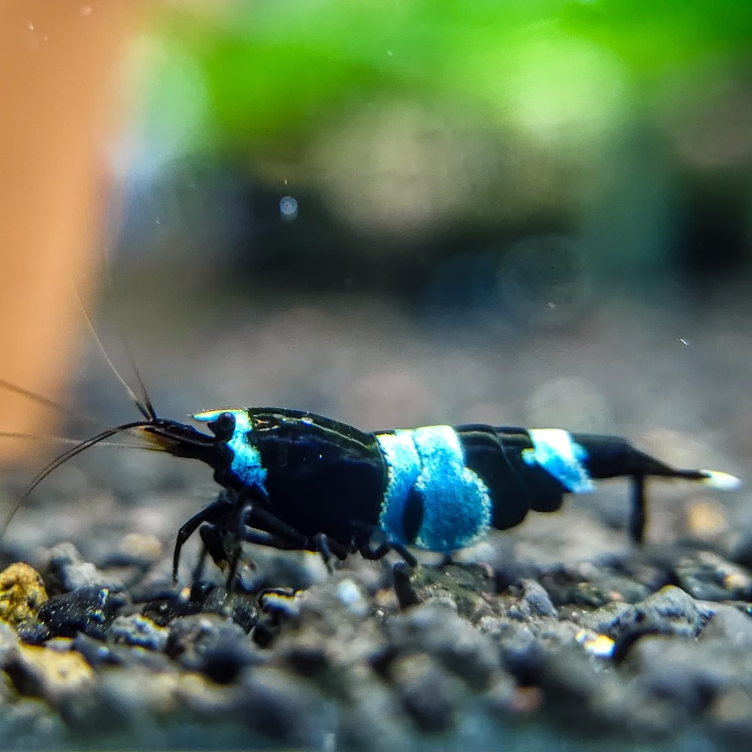 Shadow Panda Caridina Shrimp Tropicflow