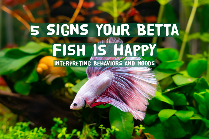 7 Reason Betta Fish Laying On The Bottom of The Tank With Solution ...