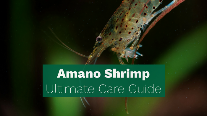 Amano Shrimp: Ultimate Care Guide – Everything You Need to Know – Tropicflow