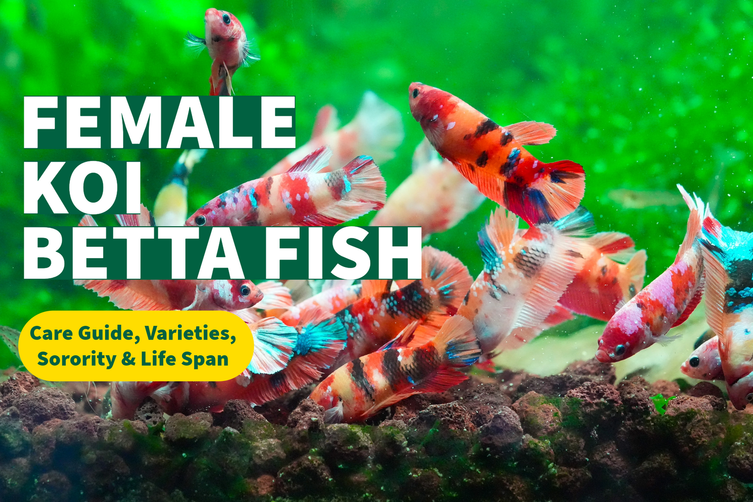 Female Koi Betta Fish: Care Guide, Varieties, Sorority & Lifespan ...