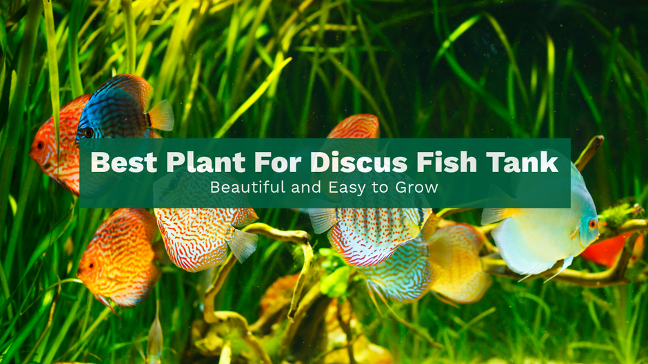 The Ultimate Care Guide for Discus Fish – Tropicflow