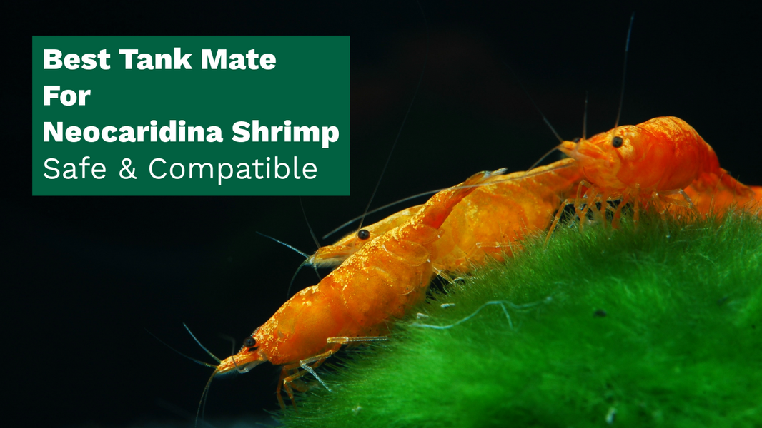 Amano Shrimp: Ultimate Care Guide – Everything You Need to Know – Tropicflow
