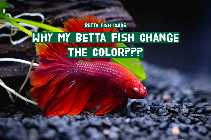 Why Do Betta Fish Change Color? The Secret Revealed! – Tropicflow