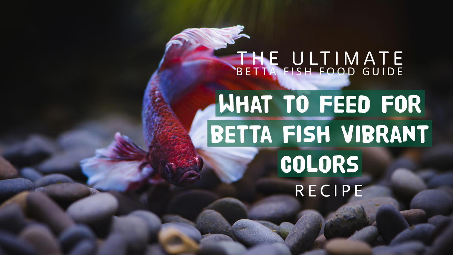 The Ultimate Betta Fish Food Guide for Vibrant Colors – Tropicflow