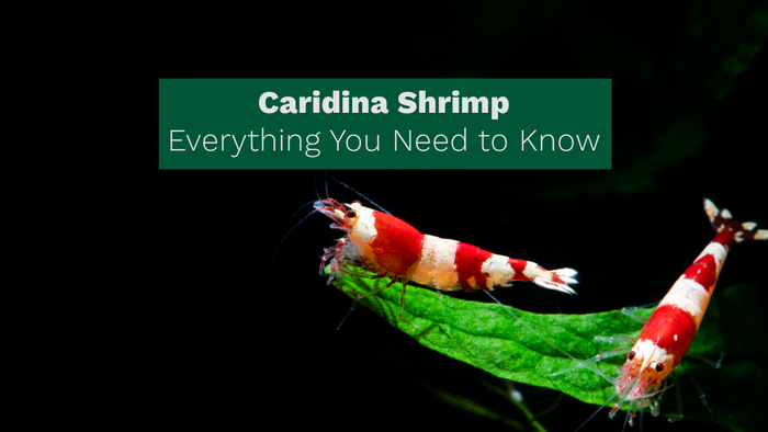 Caridina Shrimp: Everything You Need to Know – Ultimate Care Guide ...