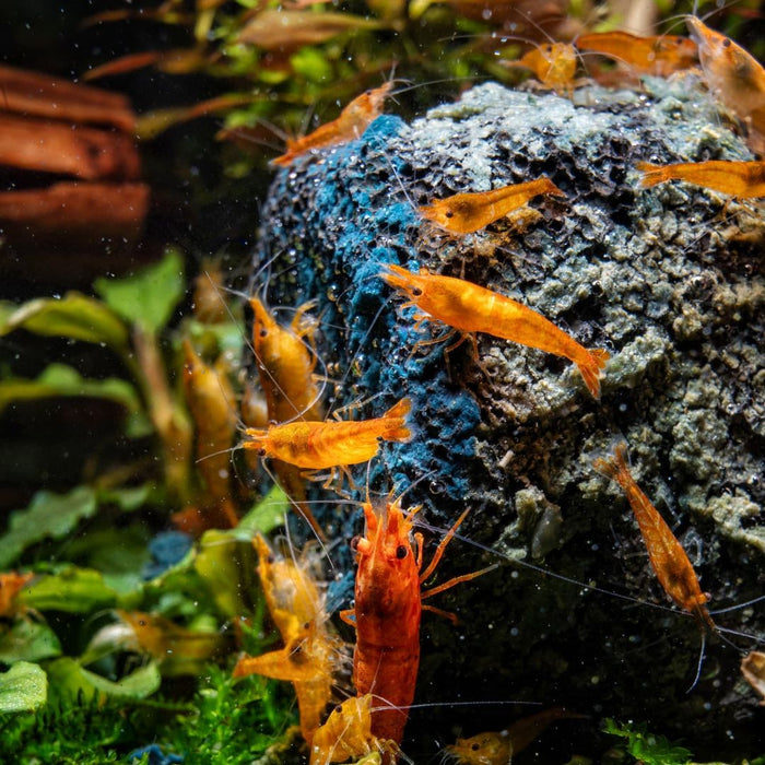 Ultimate Guide to Neocaridina Shrimp: Colorful Companions for Your ...