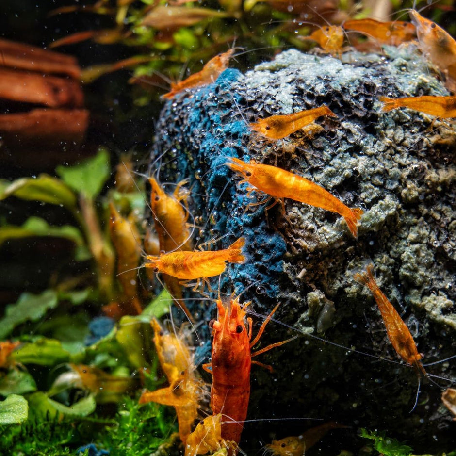 13 Types of Neocaridina Shrimp – Tropicflow