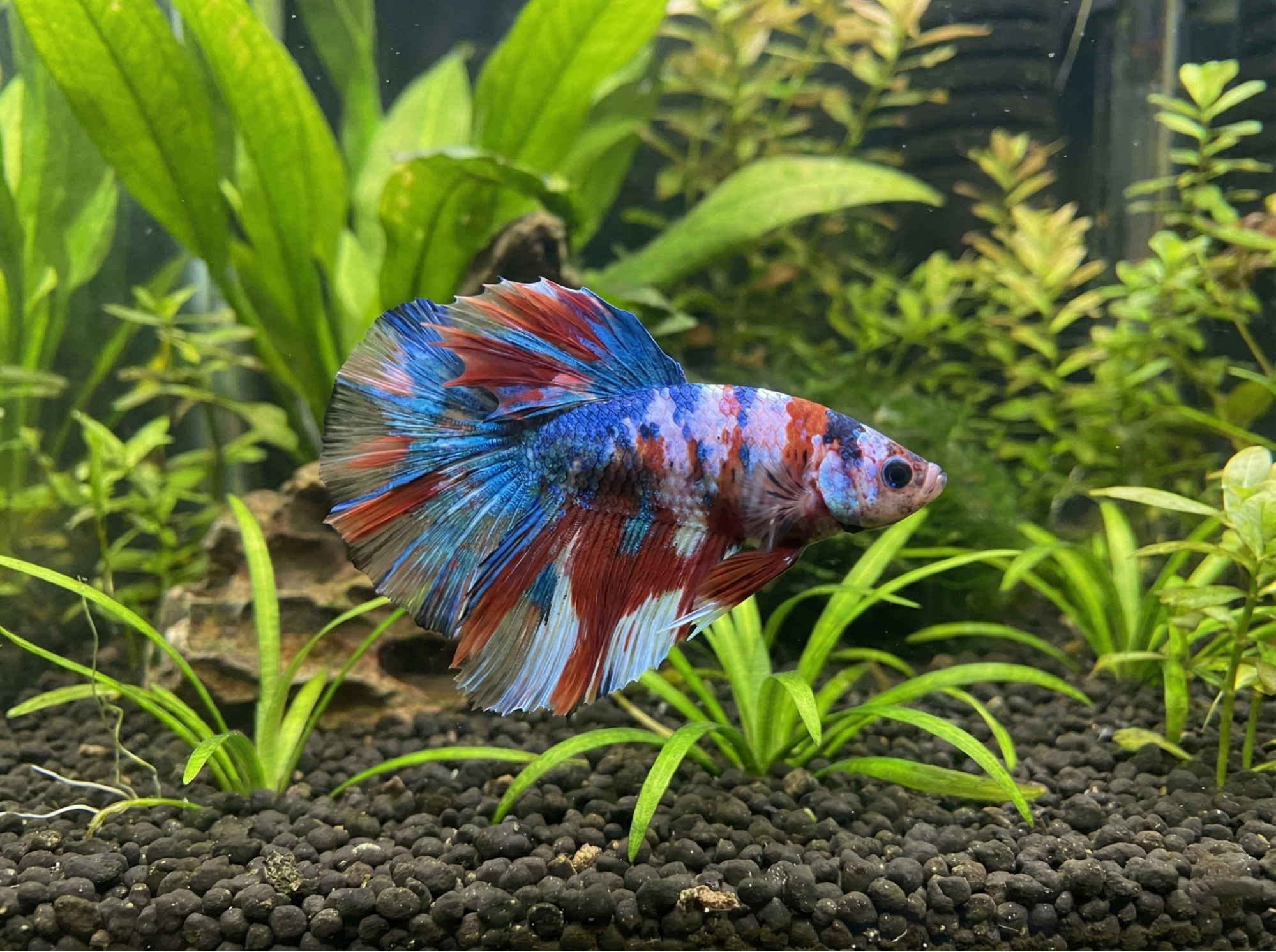 Most Popular Elephant Ear Betta Colors And Patt...