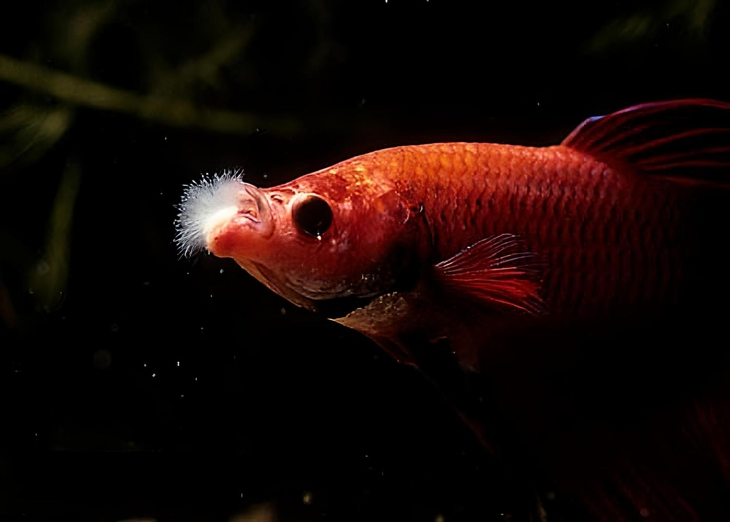 11 Common Betta Fish Diseases and How to Treat Them | Tropicflow