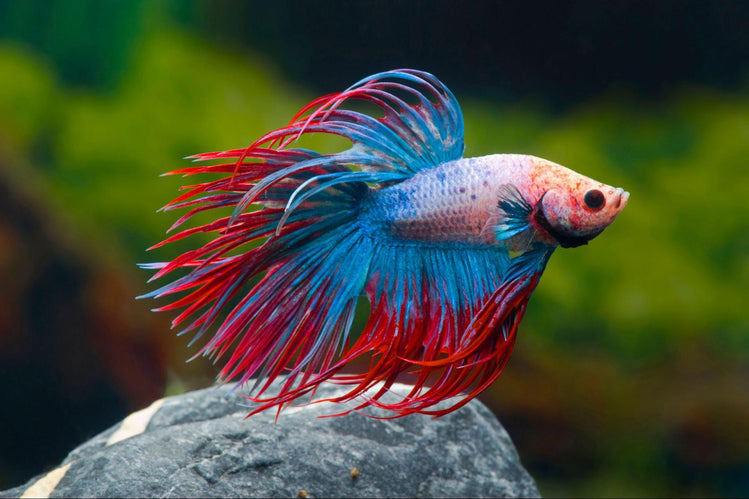 Top 7 Most Expensive Betta Fish Varieties – Tropicflow