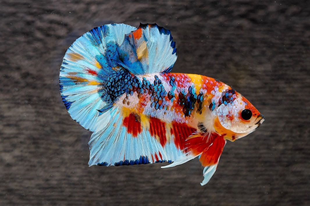 Stunning Guide to Metallic Betta Fish: Beauty, Genetics, and Expert ...