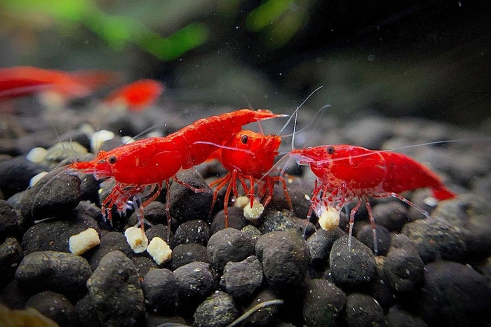 13 Types of Neocaridina Shrimp – Tropicflow