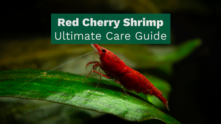 Red Cherry Shrimp: Ultimate Care Guide – Tropicflow