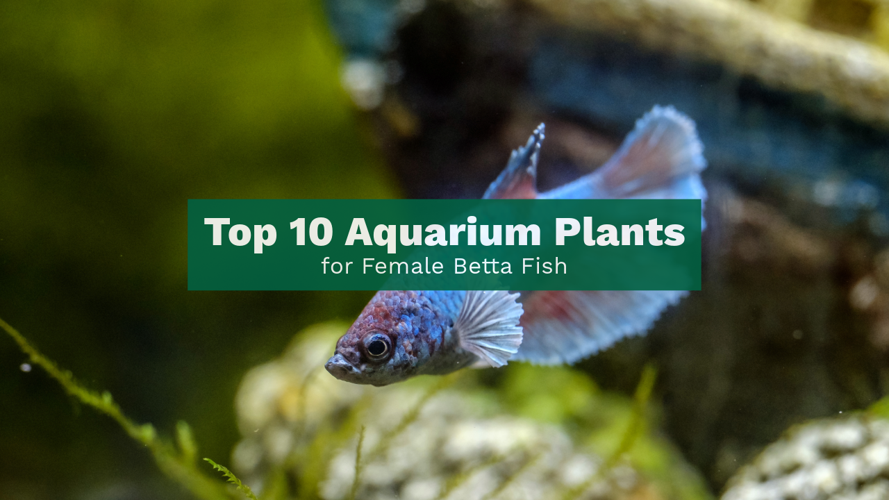 Top 10 Aquarium Plants for Female Betta Fish – Tropicflow