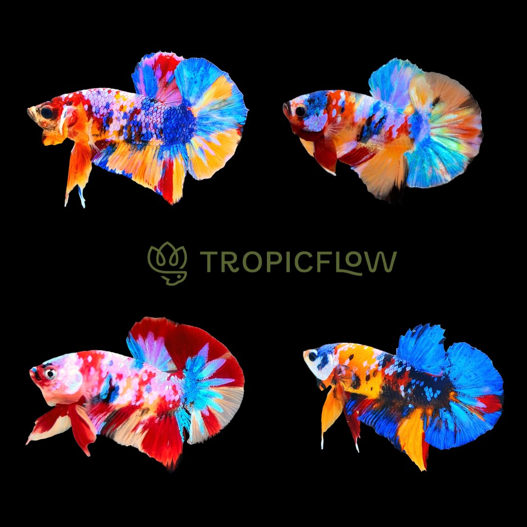 Shop Multicolor Bettas Fish: Vibrant & Colorburst Fish – Tropicflow