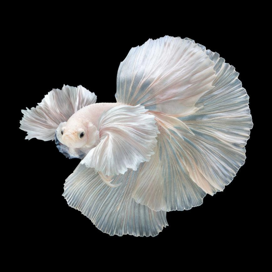 Exquisite Halfmoon Male Betta Fish - TropicFlow Collection – Page 3 ...