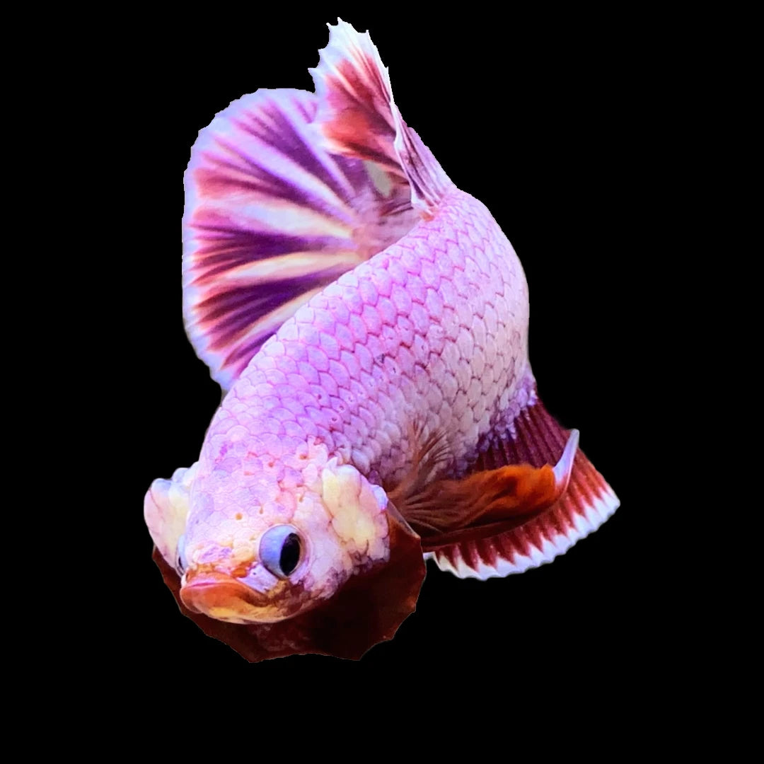 Tropicflow | Giant Betta Fish For Sale