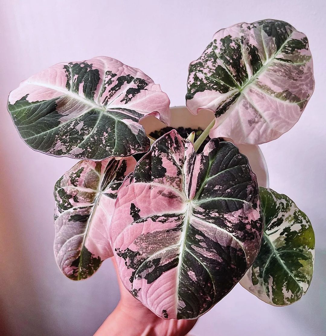 Shop Variegated Alocasia Plants: Gateway to Jungle Beauty – Tropicflow