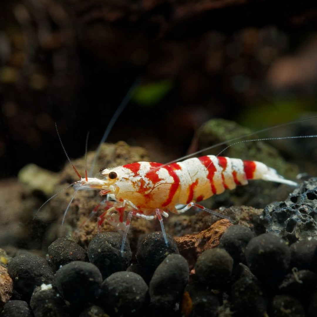 Shop Freshwater Caridina Shrimp: Explore Hardy & Colorful Shrimp ...