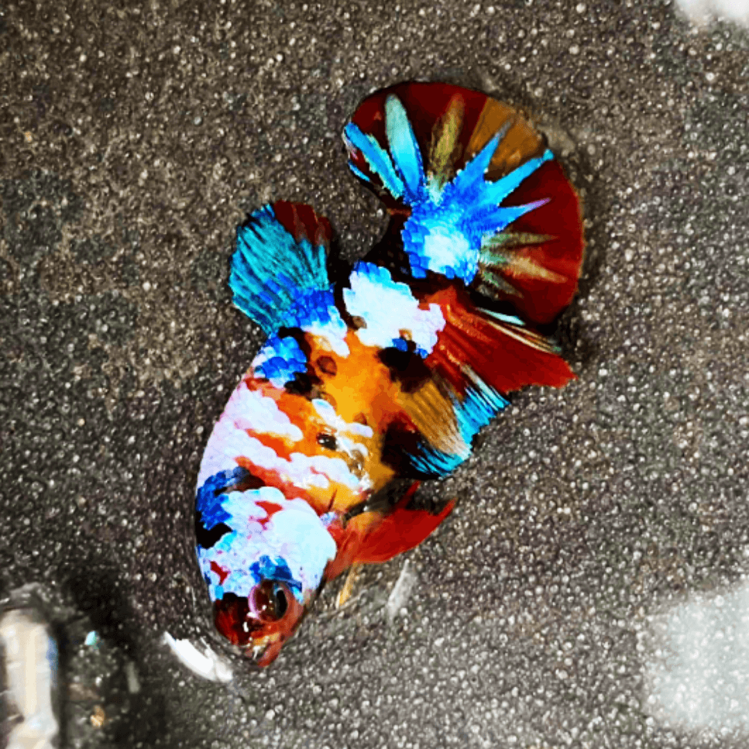 You Pick Female Betta Fish - Vibrant Beauties – Tropicflow