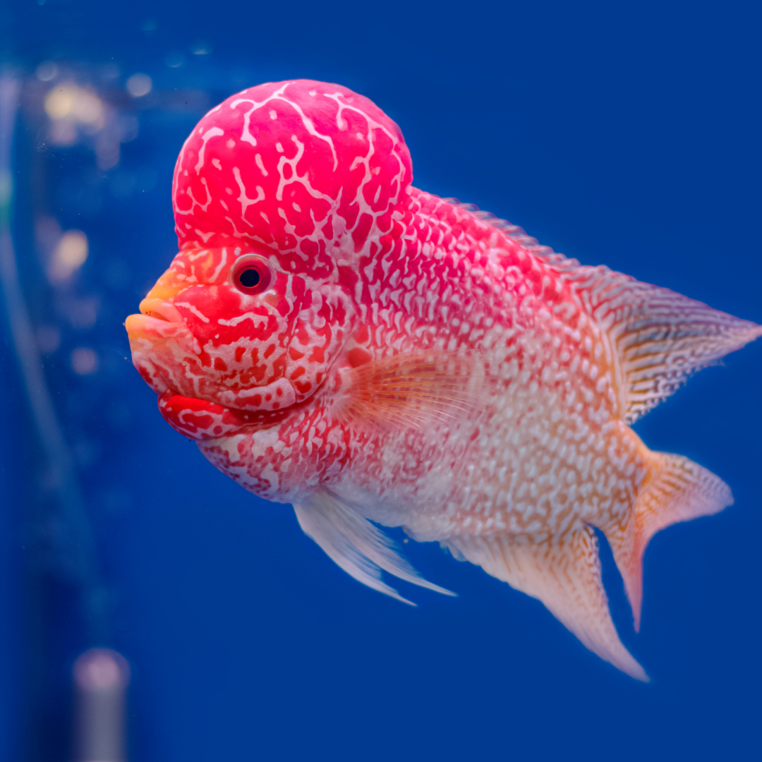 Flowerhorn Cichlid Fish – Tropicflow