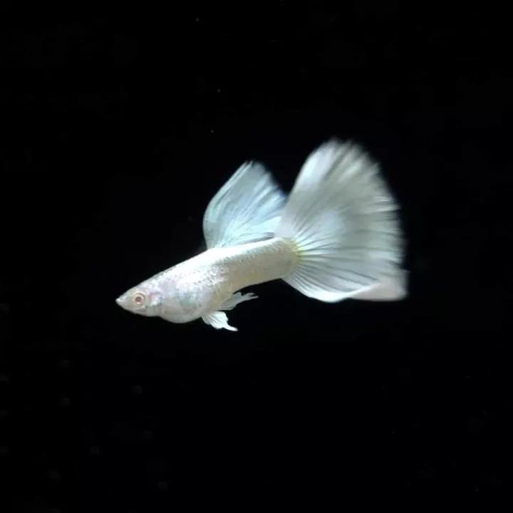 Tropicflow | Solid Color Guppy Collection