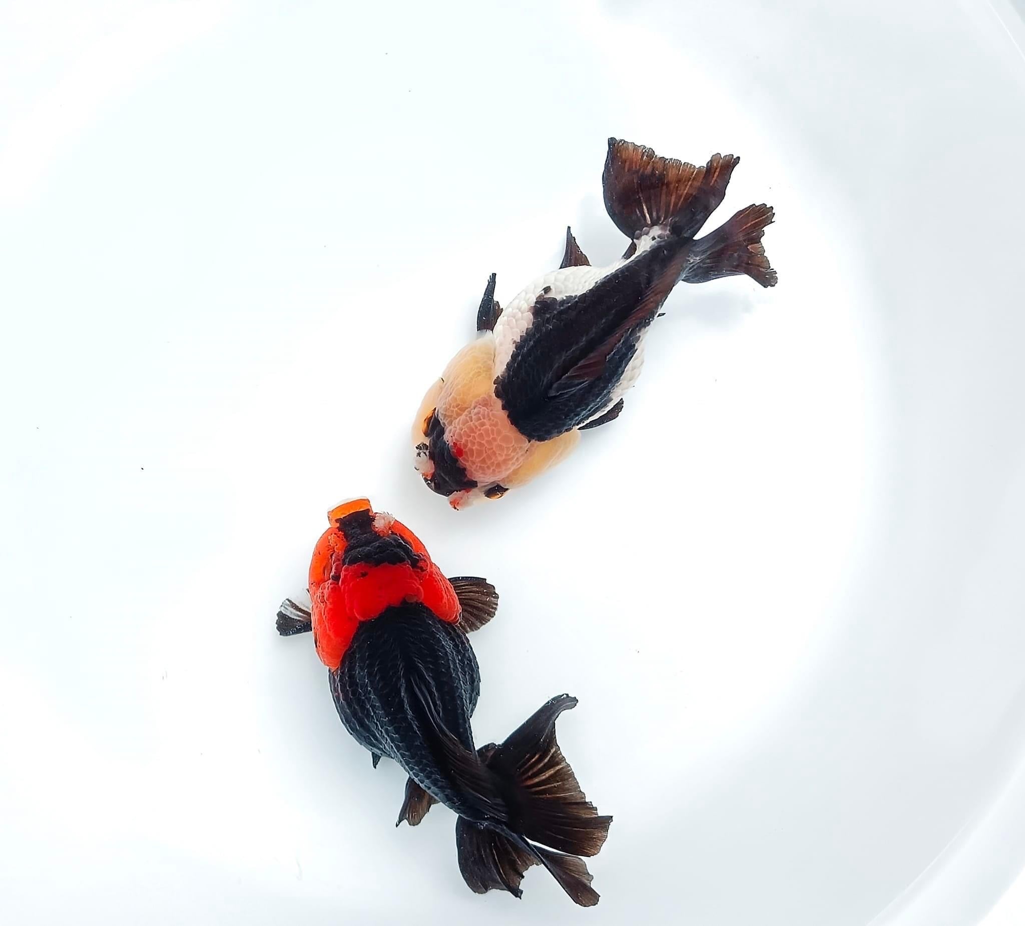 Tropicflow | Tri Color Oranda Goldfish Mid Size