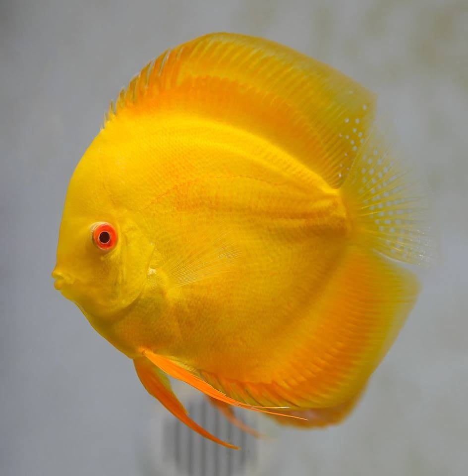 Tropicflow | Yellow Albino Discus Fish