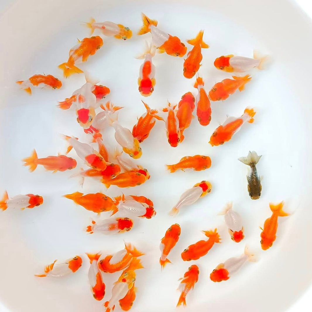 Fancy Goldfish For Sale: Ranchu & Oranda Goldfish – Tropicflow