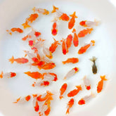 Fancy Goldfish For Sale: Ranchu & Oranda Goldfish – Tropicflow