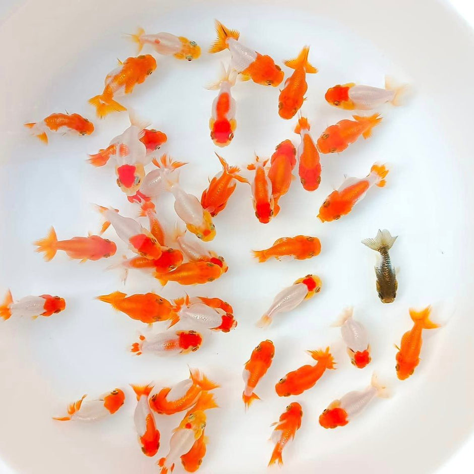 Ranchu Goldfish for Sale | Tropic Flow – Tropicflow