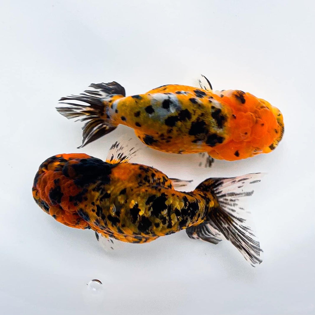 Ranchu Goldfish for Sale | Tropic Flow – Tropicflow