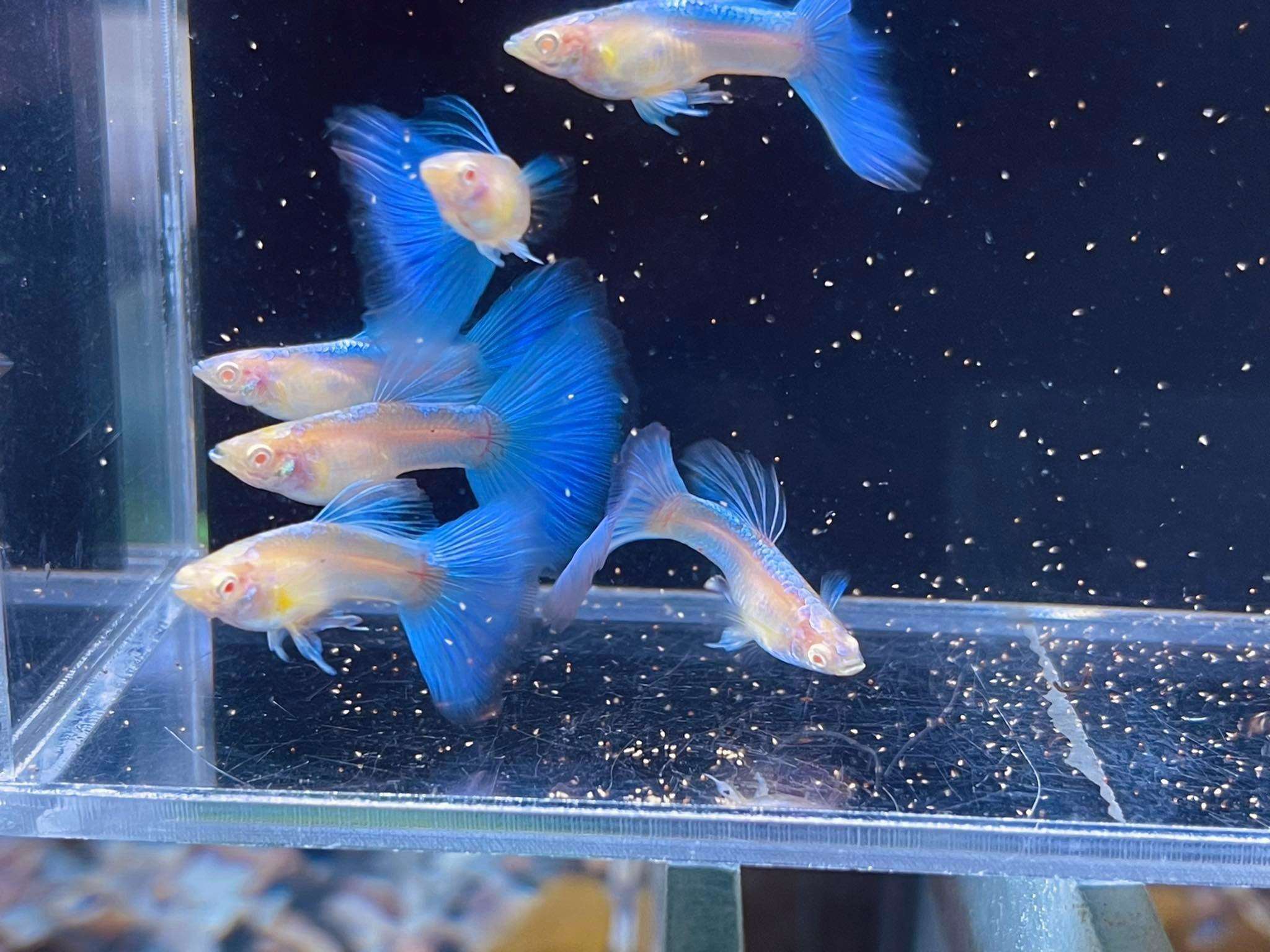 Blue Topaz Big Dorsal Guppy Fish – Tropicflow