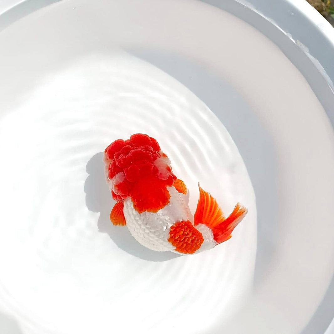 Fancy Goldfish For Sale: Ranchu & Oranda Goldfish – Tropicflow