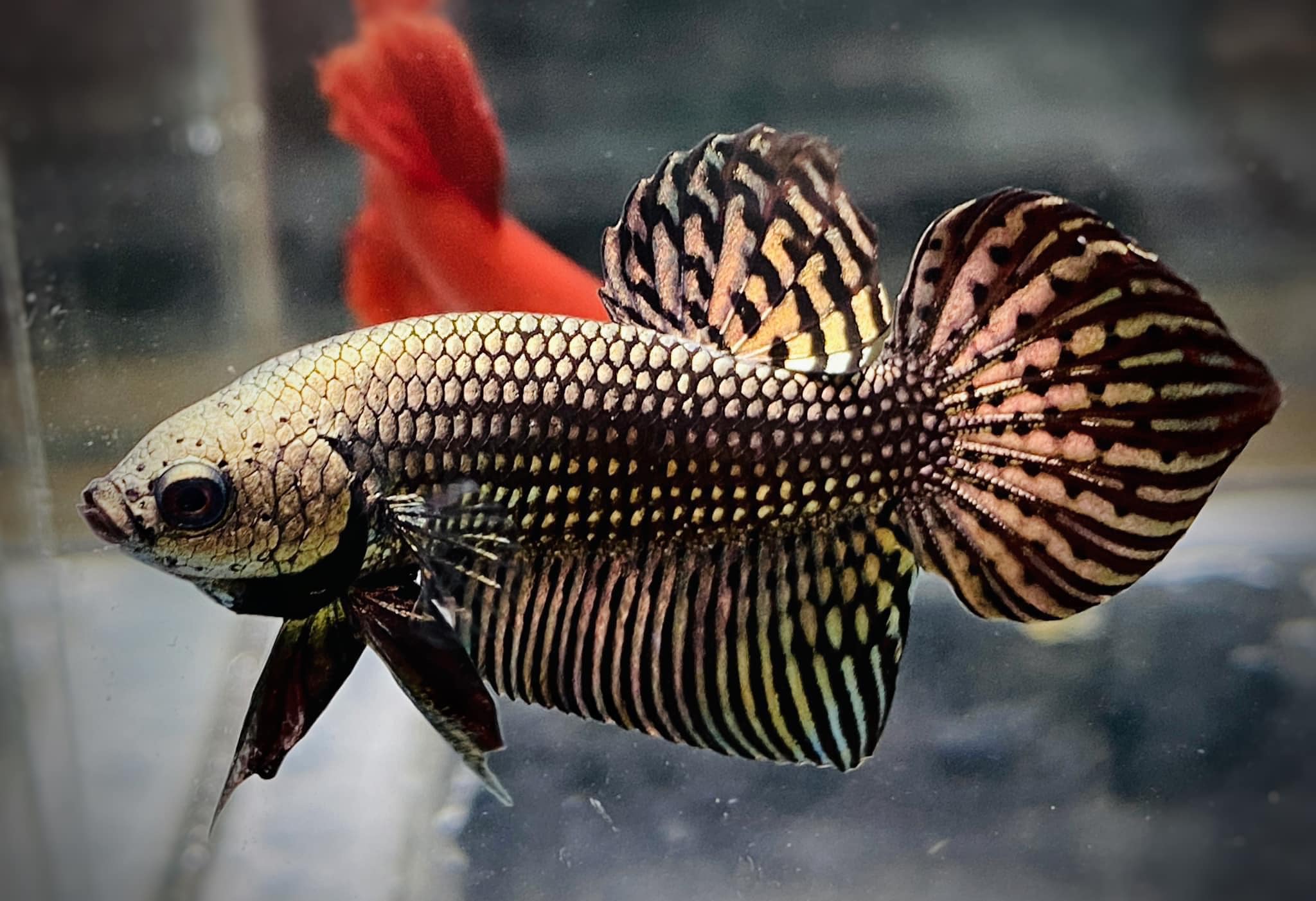 Tropicflow | Wild Alien Copper Male Betta Fish