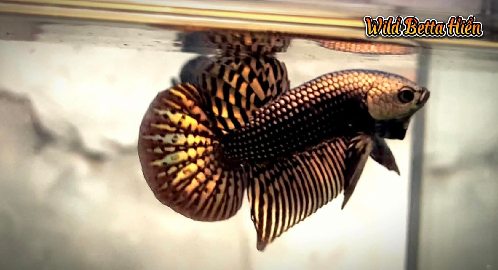 Tropicflow | Wild Alien Copper Male Betta Fish