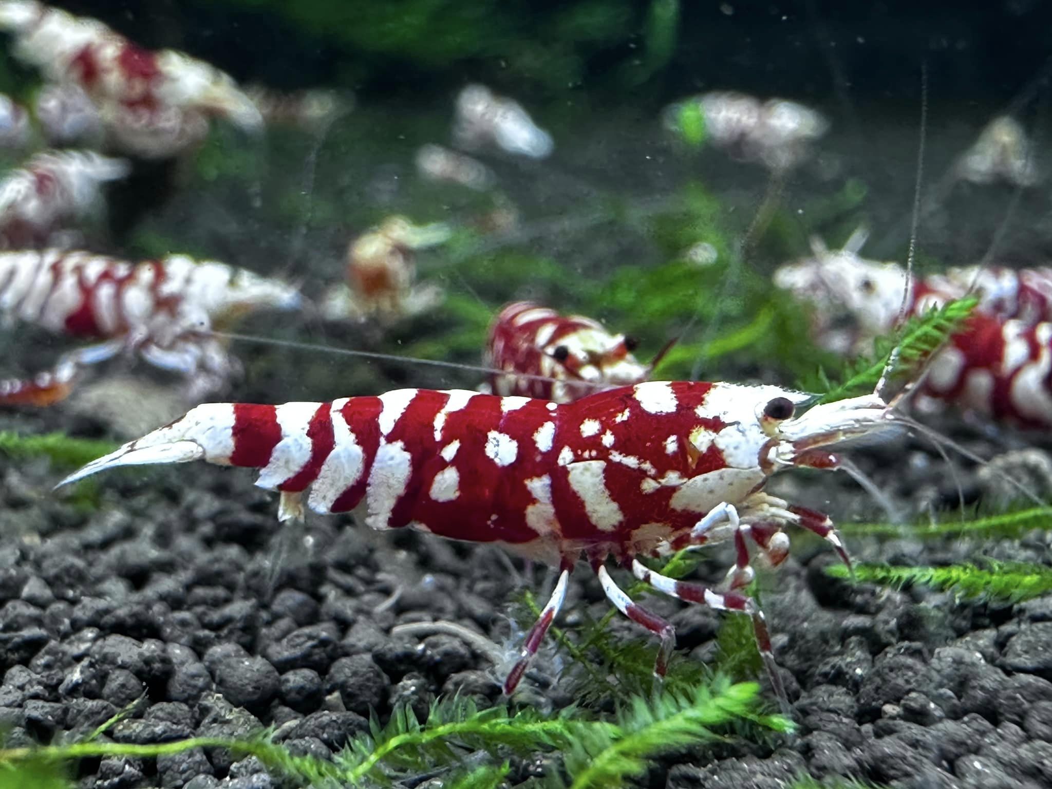 Red Fancy Tiger Caridina Shrimp – Tropicflow