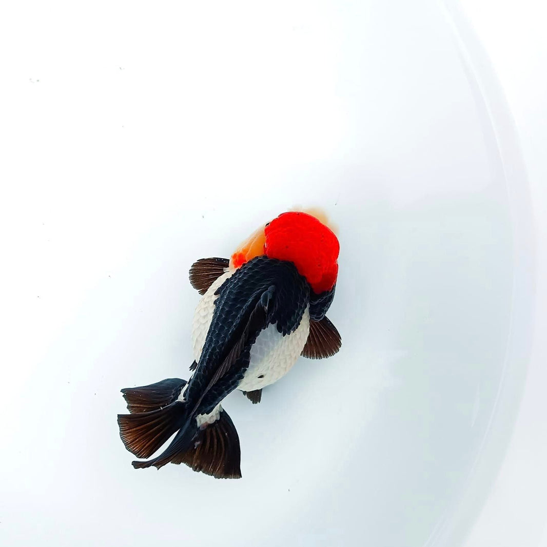 Fancy Goldfish For Sale: Ranchu & Oranda Goldfish – Tropicflow