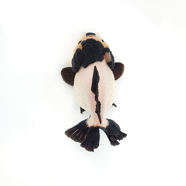 Fancy Goldfish For Sale: Ranchu & Oranda Goldfish – Tropicflow