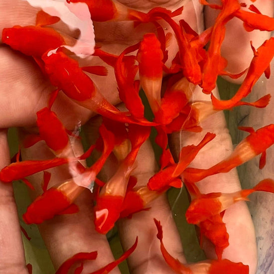 Koi Red Ear Guppy Fish | Tropicflow
