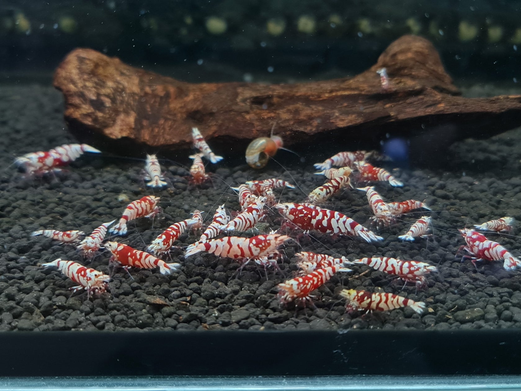 Red Fancy Tiger Caridina Shrimp – Tropicflow