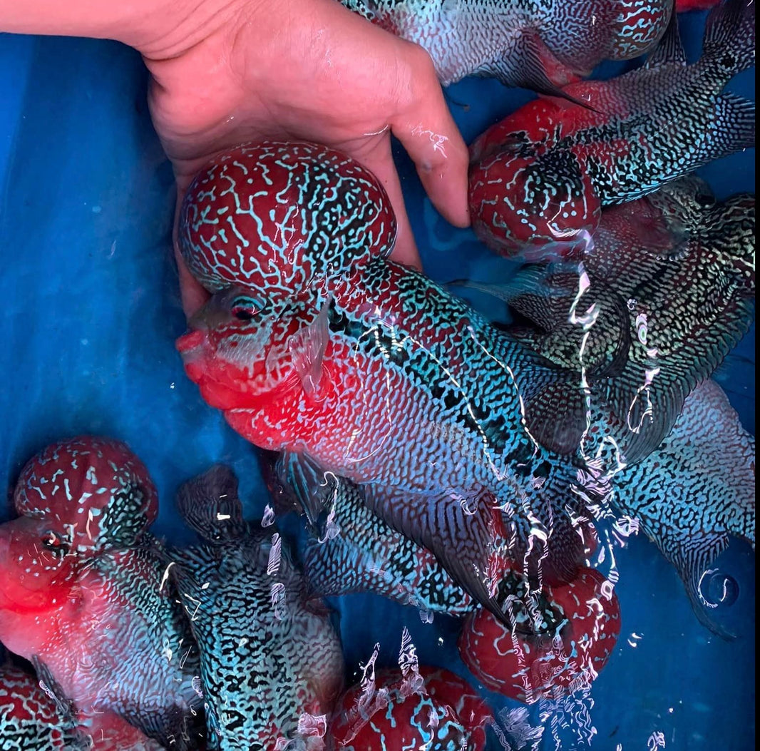 Flowerhorn Cichlid Fish – Tropicflow