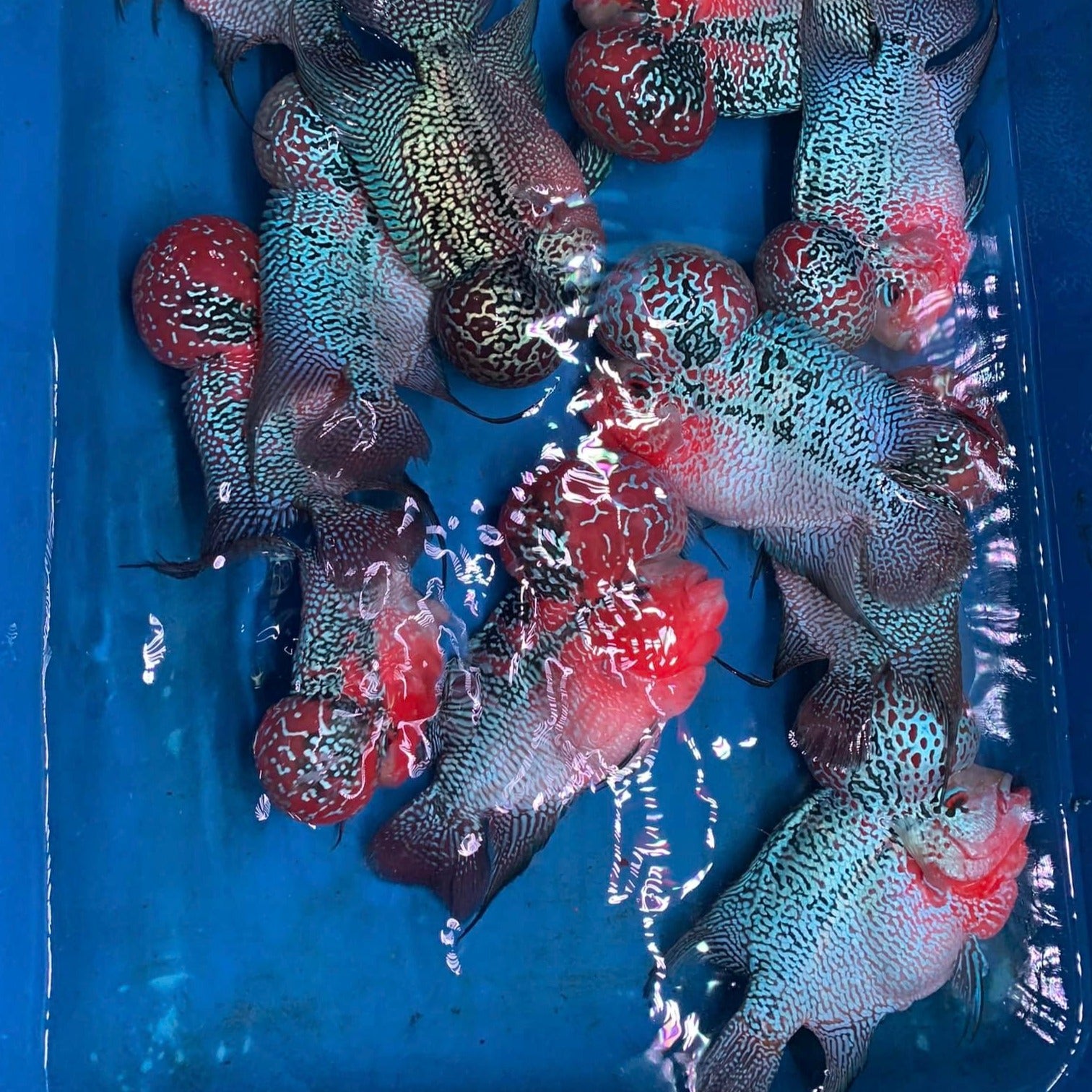Super Red Dragon Flowerhorn – High Grade & Vibrant Cichlid – Tropicflow