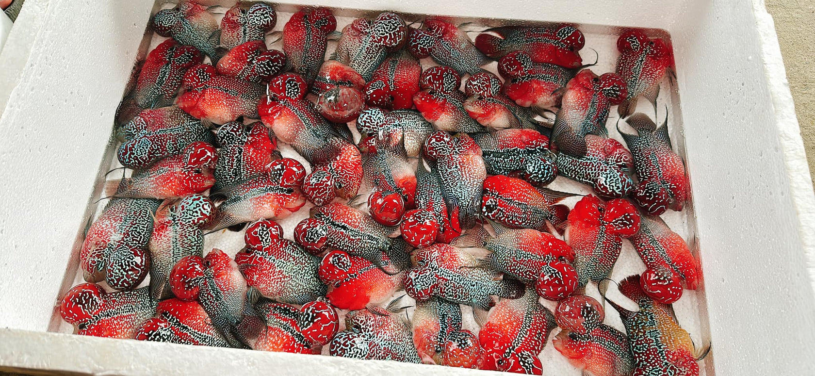 Super Red Dragon Flowerhorn – High Grade & Vibrant Cichlid – Tropicflow