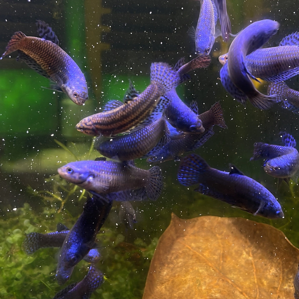 Blue Alien Female Betta Fish Sorority | Tropicflow
