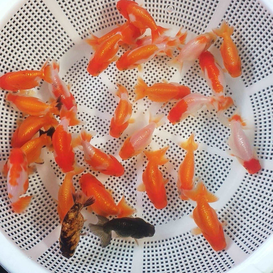 Ranchu Goldfish for Sale | Tropic Flow – Tropicflow