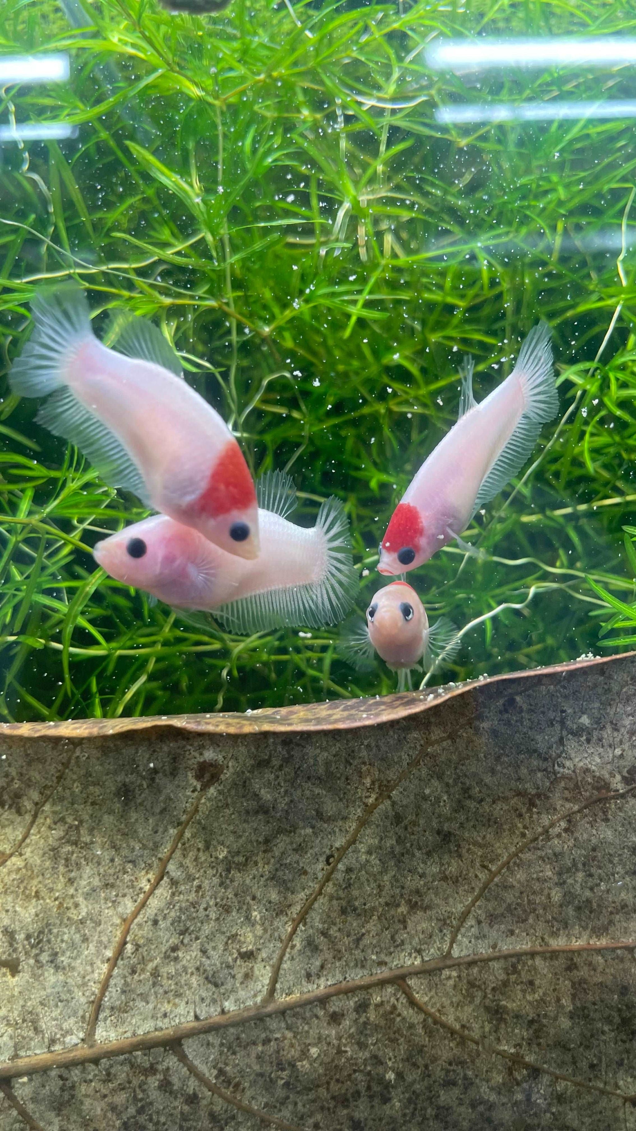 Tancho Female Betta Fish Sorority | Tropicflow