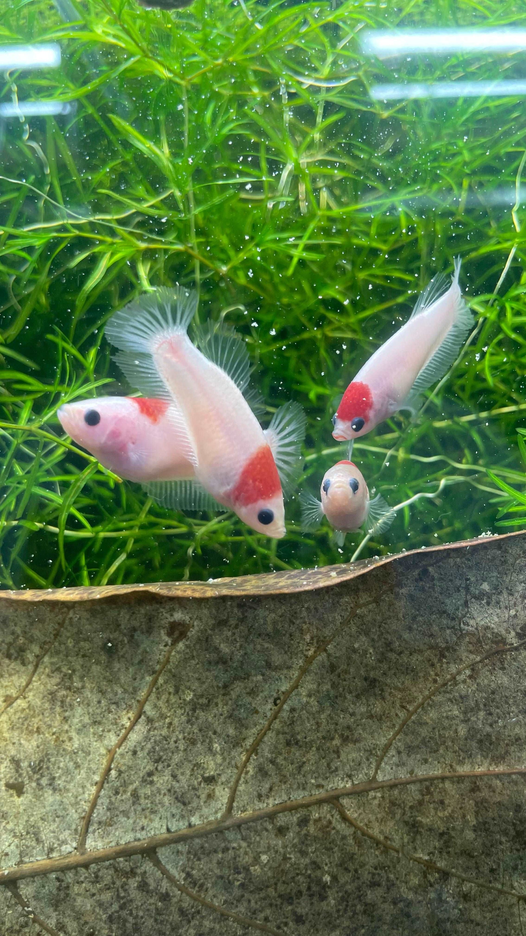 Tancho Female Betta Fish Sorority | Tropicflow