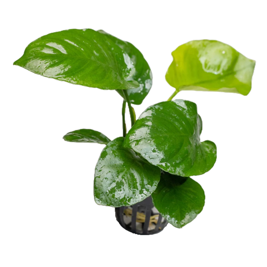 Aquatic Anubias Plants - Perfect for Stunning Aquascapes – Tropicflow