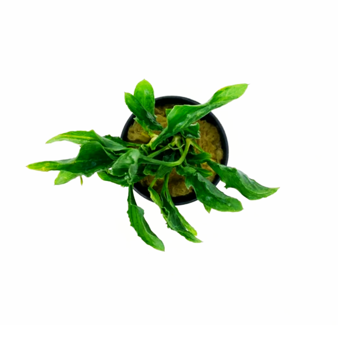 Anubias Heterophylla Supernova - Striking Plant – Tropicflow